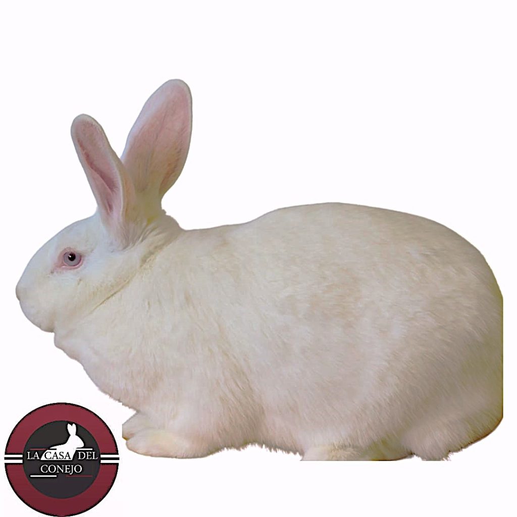 CONEJO NUEVA ZELANDA BLANCO